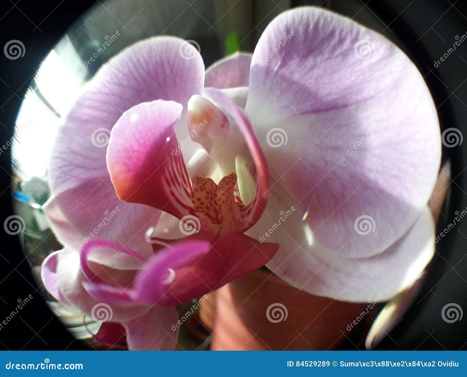 Orhideea stock image. Image of orchid, plant, life, pink - 84529289