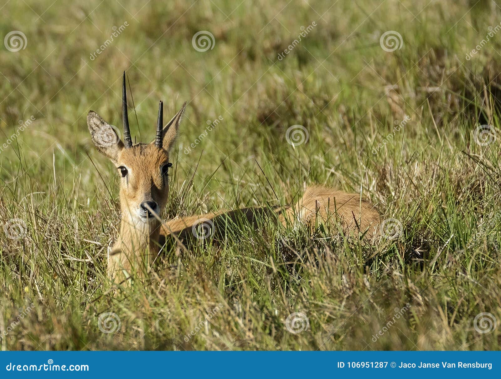 Oribi Buck Lying in the Grass Stock Image - Image of length, watching ...