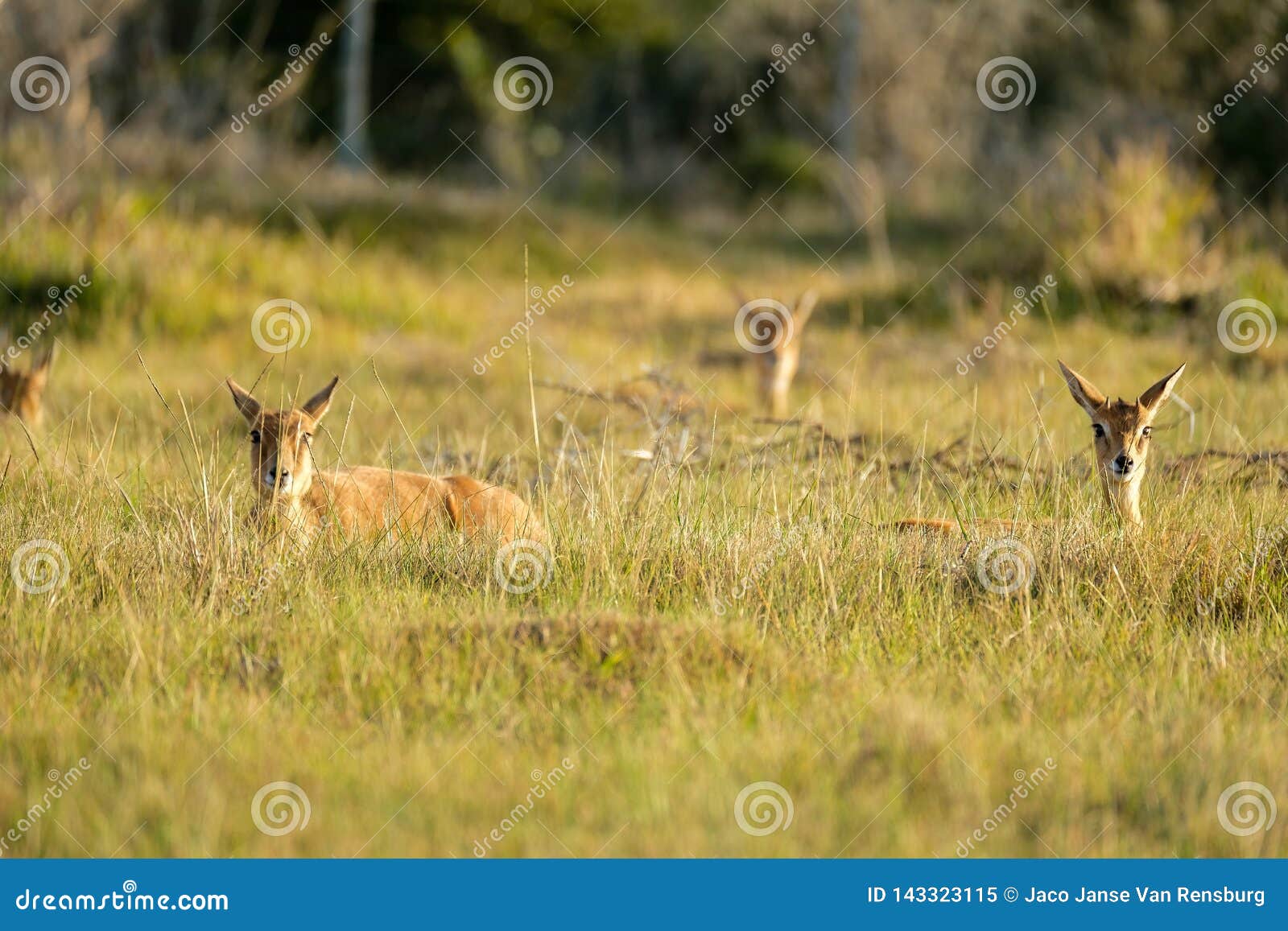 Female Oribi Ourebia Ourebi In The Grasslands Of Murchison Falls ...