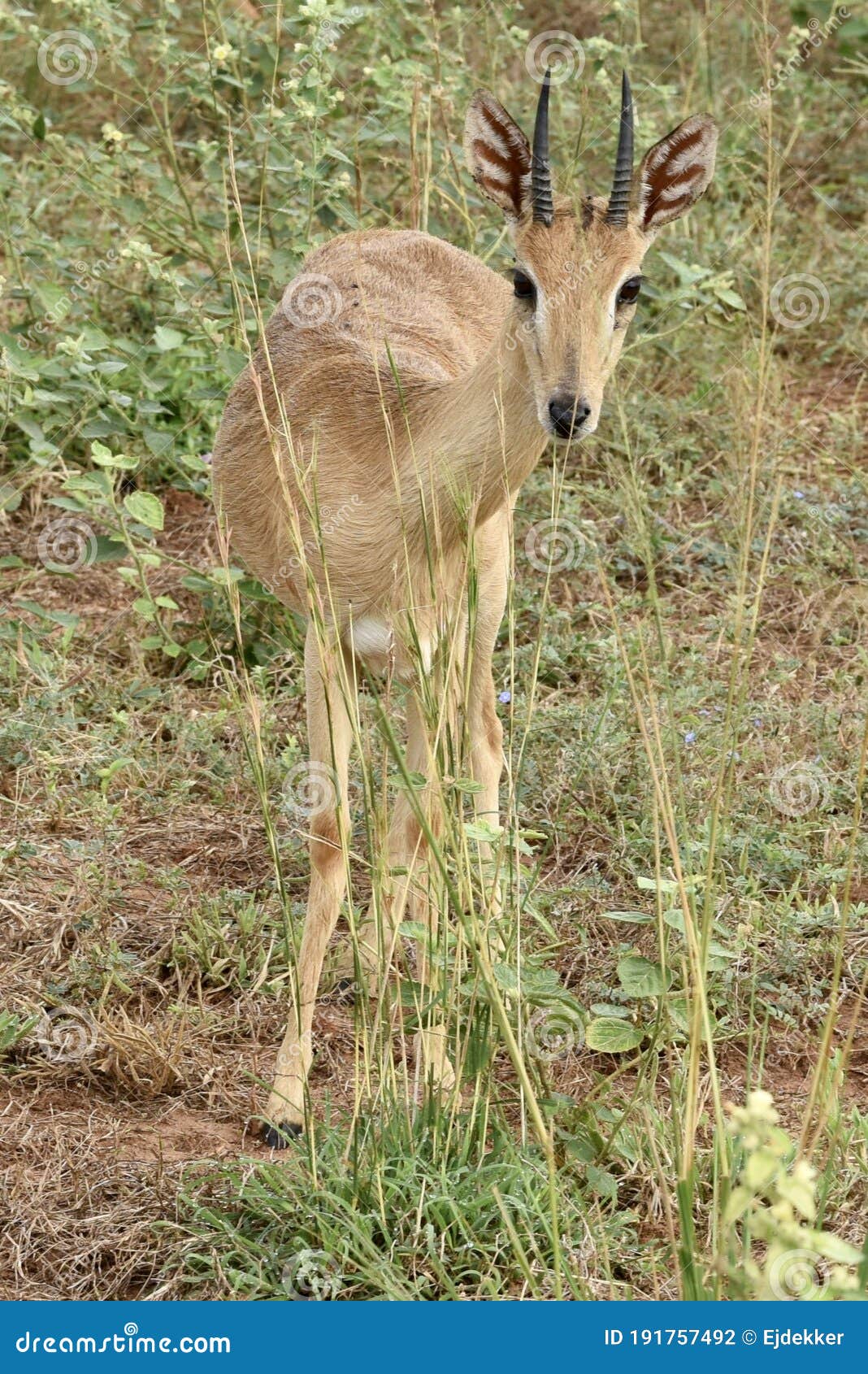 Female Oribi Ourebia Ourebi In The Grasslands Of Murchison Falls ...