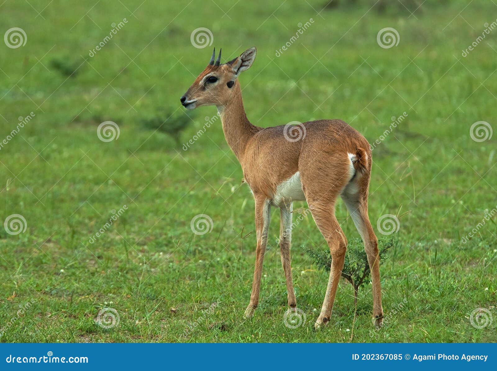Oribi, Oribi, Ourebia Ourebi Stock Image - Image of wild, environment ...