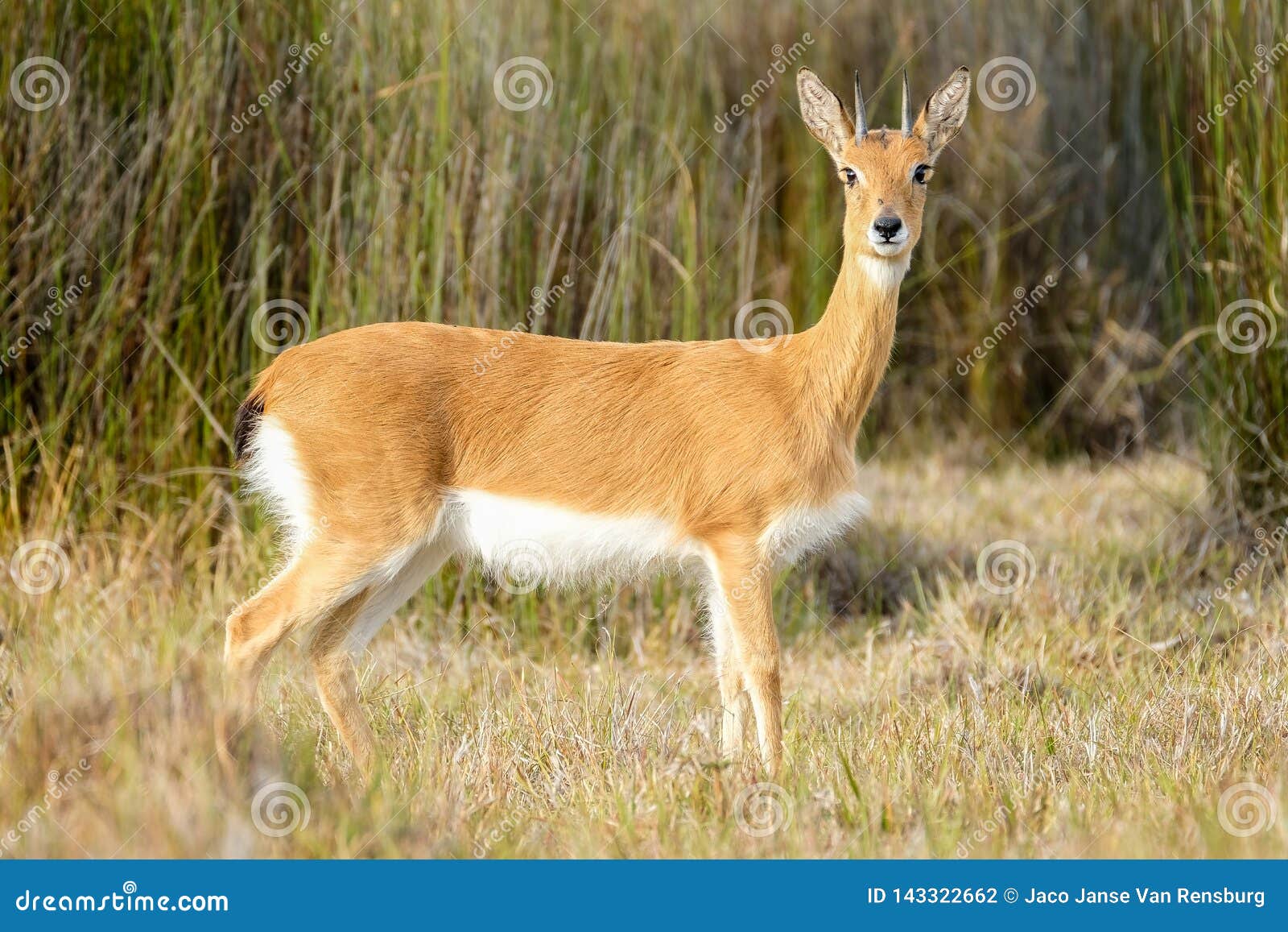 Female Oribi Ourebia Ourebi In The Grasslands Of Murchison Falls ...