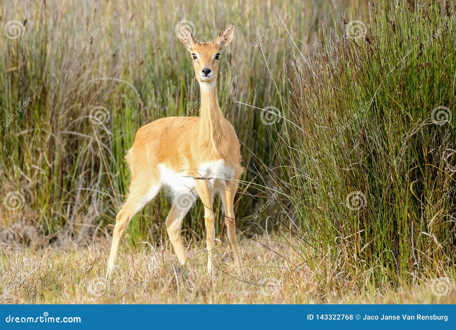 Female Oribi Ourebia Ourebi In The Grasslands Of Murchison Falls ...