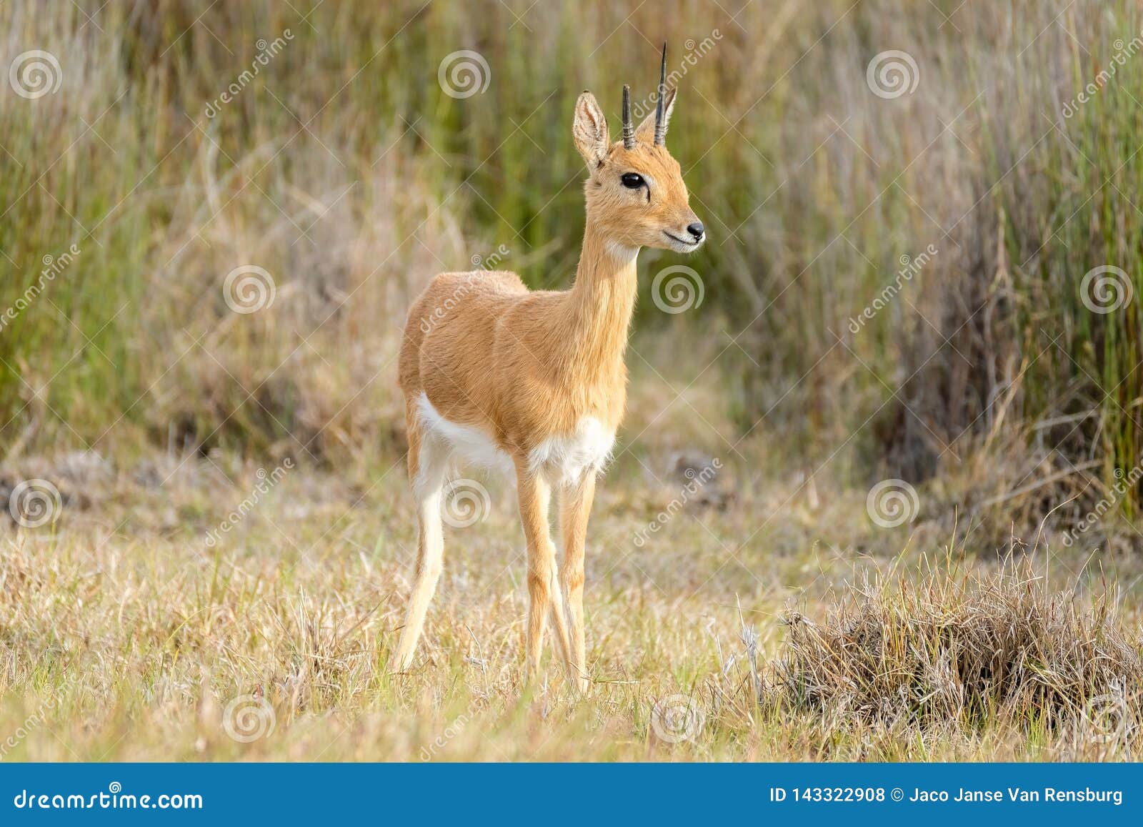 Female Oribi Ourebia Ourebi In The Grasslands Of Murchison Falls ...