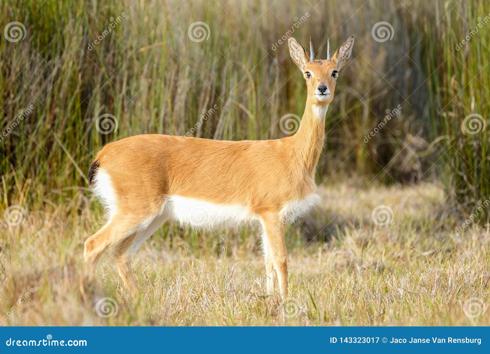 Female Oribi Standing Under The Dried Leaves Of The Palm Tree In Stock ...