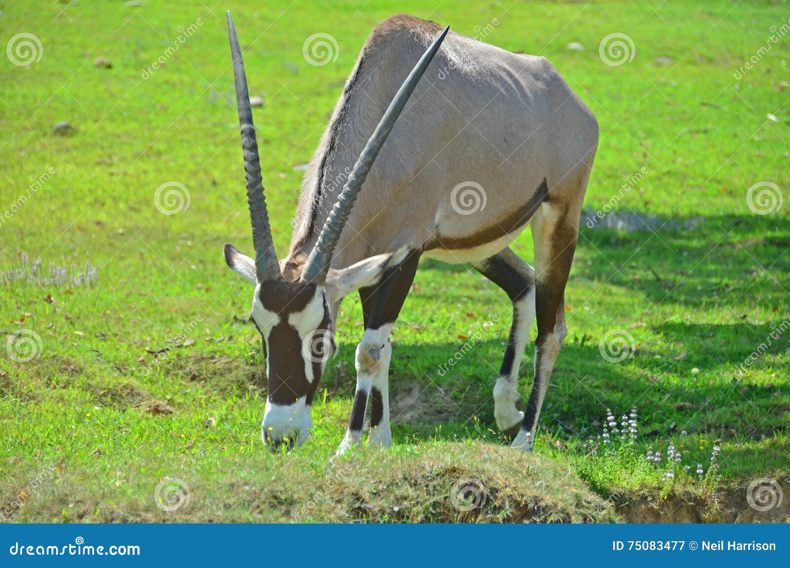 Orice immagine stock. Immagine di sfogliare, africa, mammifero - 75083477