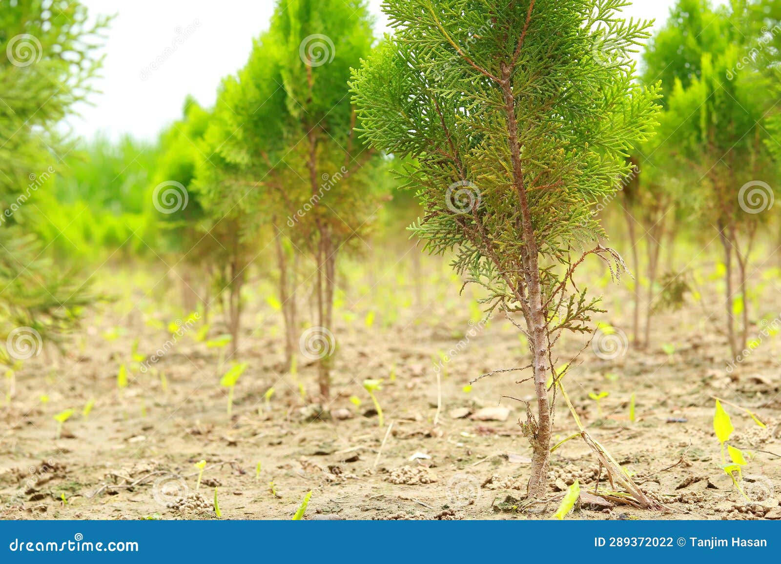 Oriental Arbor Vitae Growing on the Field, Oriental Arbor Vitae Growing ...