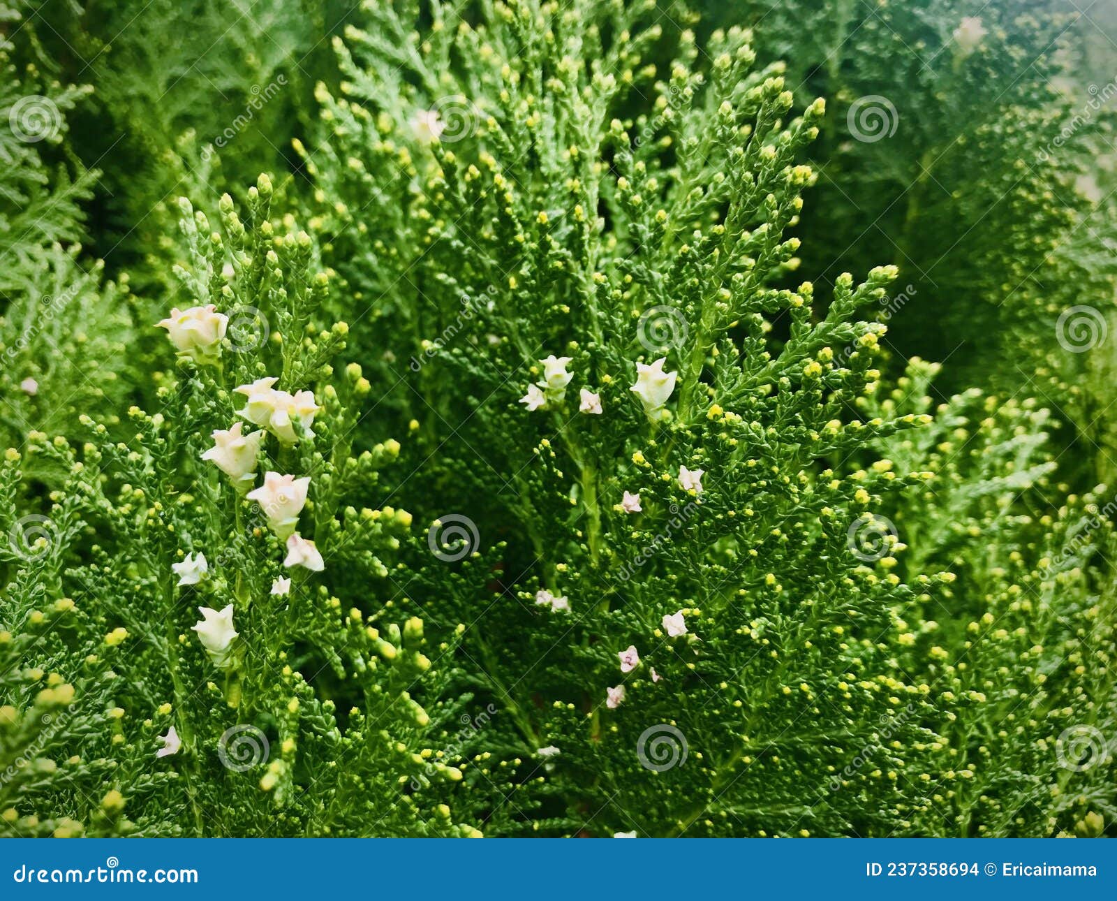 Oriental Arborvitae Flowers with Deep Green Background. Stock Photo ...