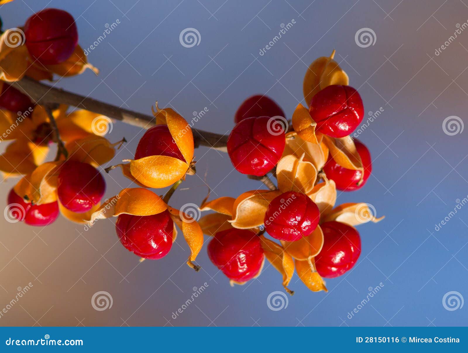 Oriental bittersweet stock photo. Image of canada, asian - 28150116