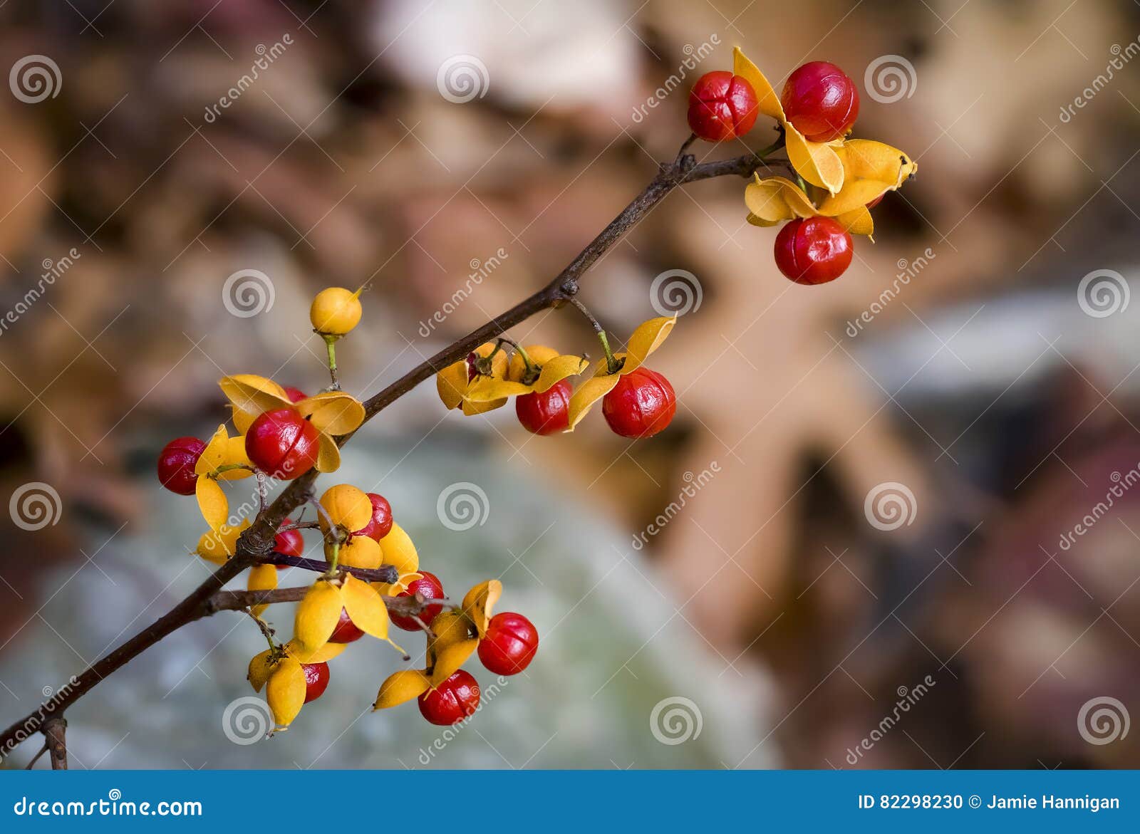 Oriental Bittersweet stock photo. Image of close, view - 82298230