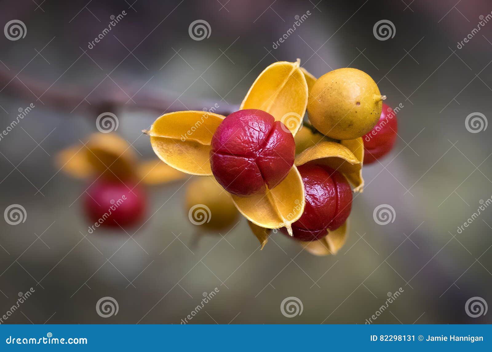 Bittersweet Stock Photos - Download 2,804 Royalty Free Photos