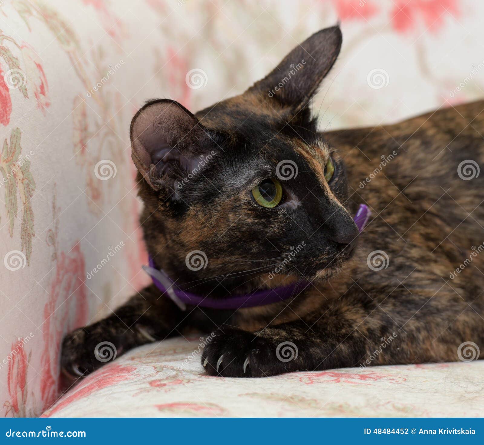 Oriental cat stock photo. Image of oriental, animal, cute - 48484452