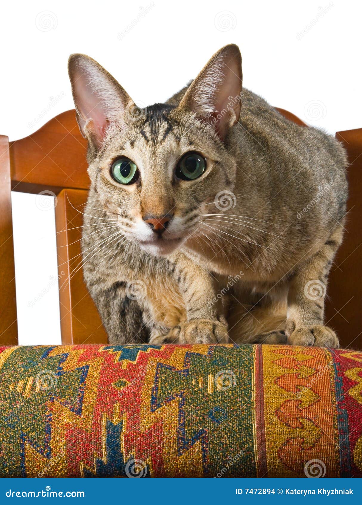 Oriental Cat Sitting on Chair Stock Photo - Image of mouth, portrait ...