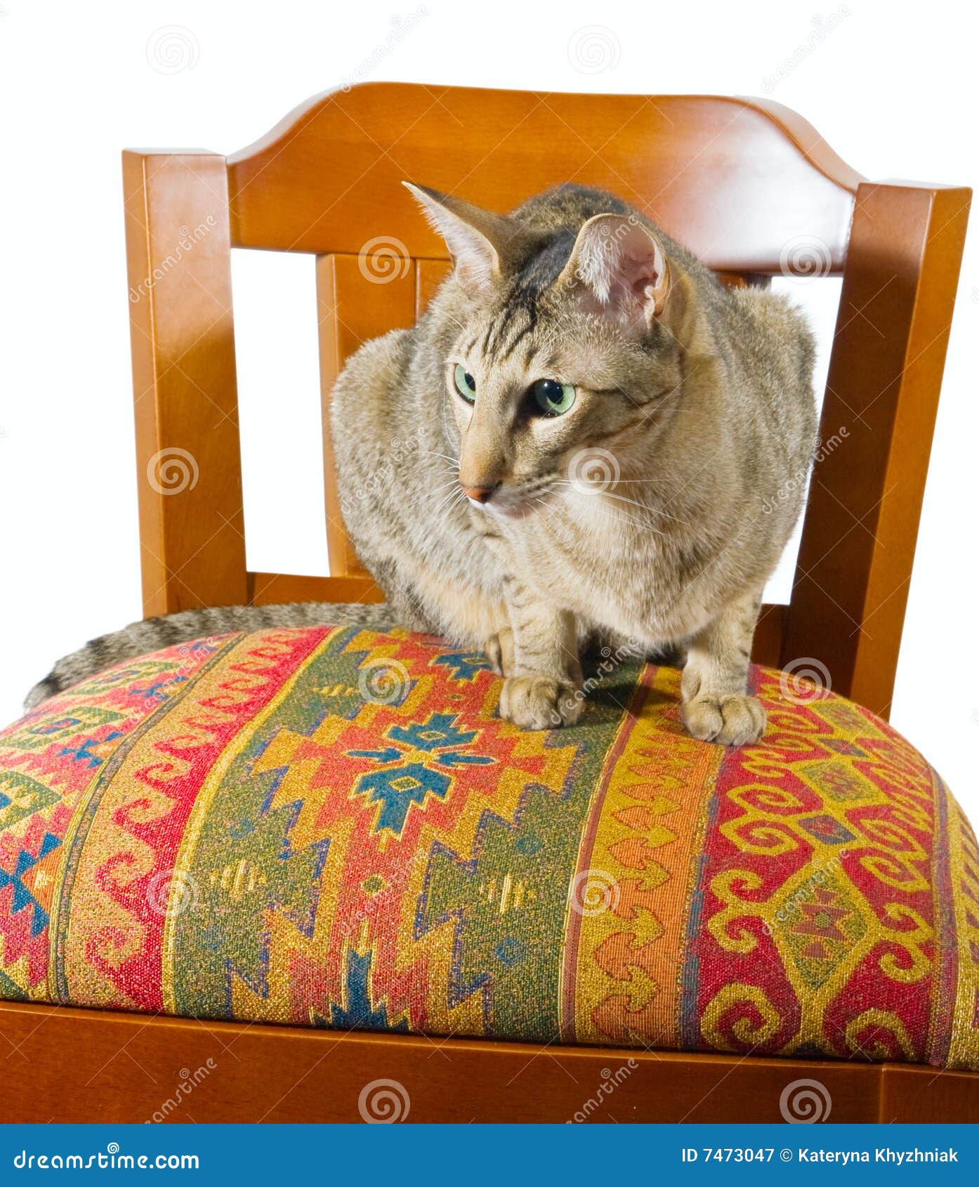 Oriental Cat Sitting on Chair Stock Image - Image of head, curiosity ...