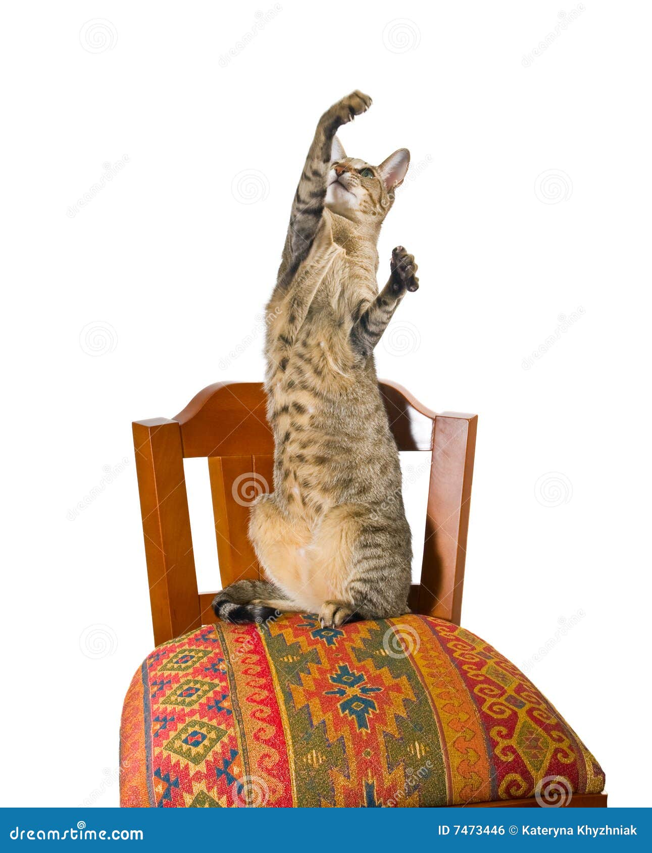 Oriental Cat Sitting on Chair Stock Photo - Image of cute, curiosity ...