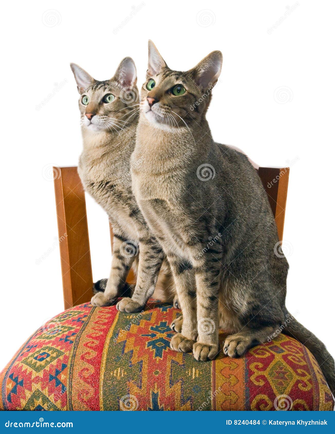 Oriental Cat Sitting on Chair Stock Photo - Image of beautiful ...