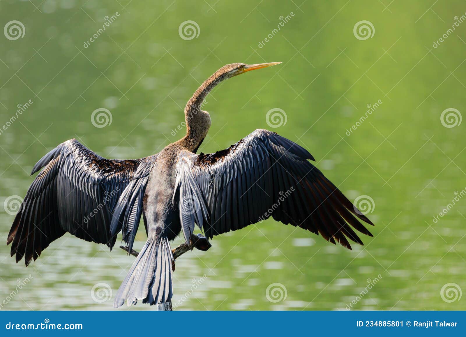 Oriental Darter Or Indian Darter (Anhinga Melanogaster) In Kaziranga ...