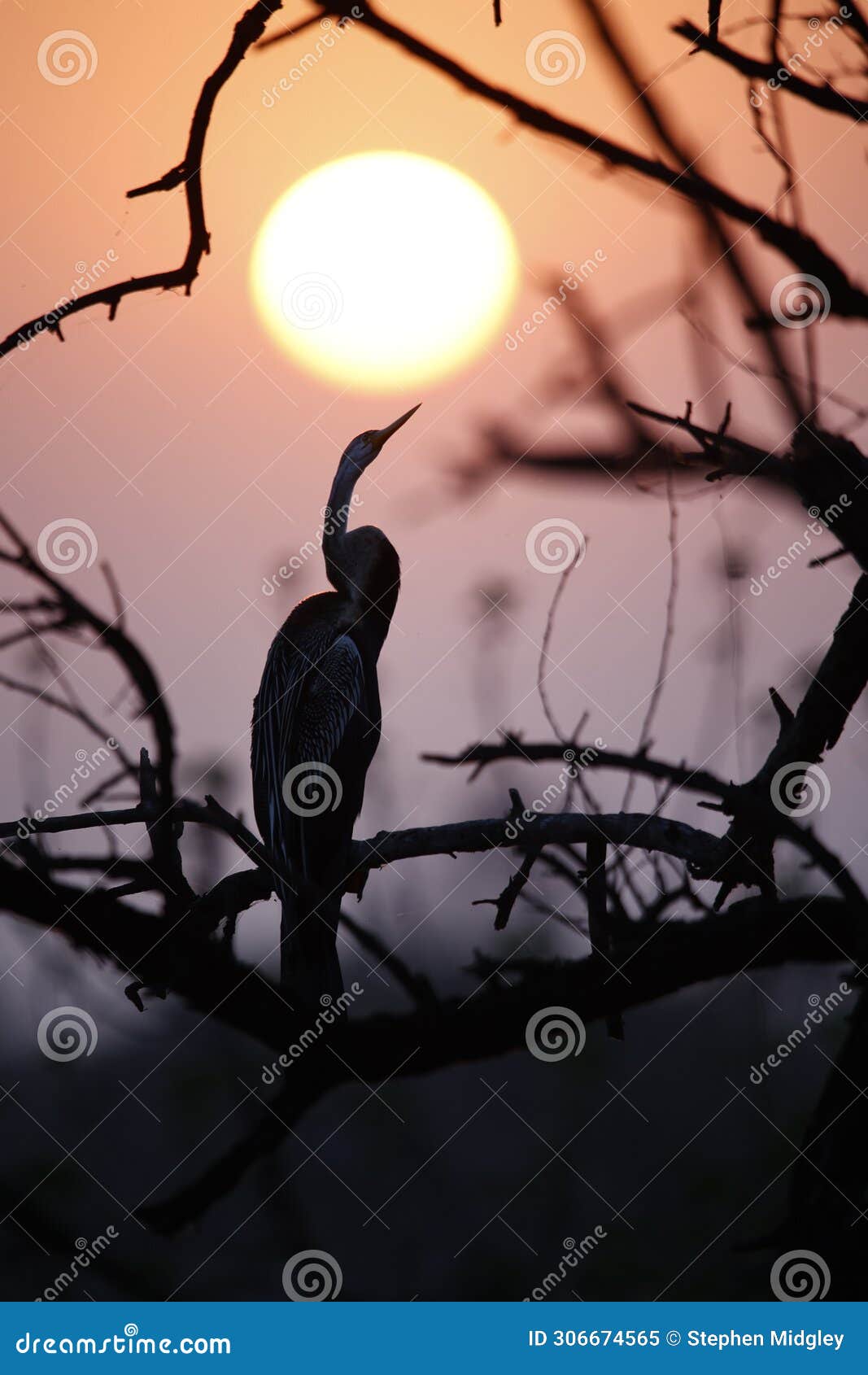 Oriental Darter Preening on the Edge of the Lake Stock Image - Image of ...