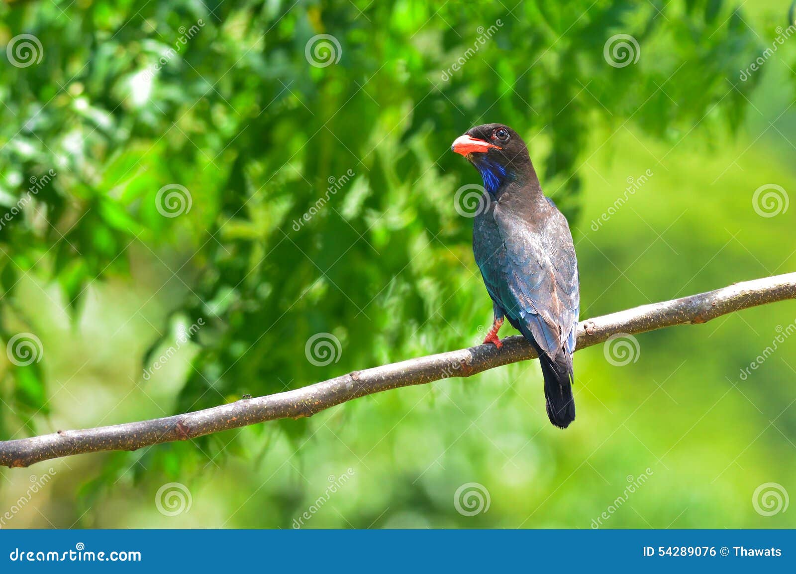 Oriental dollarbird stock photo. Image of nature, side - 54289076