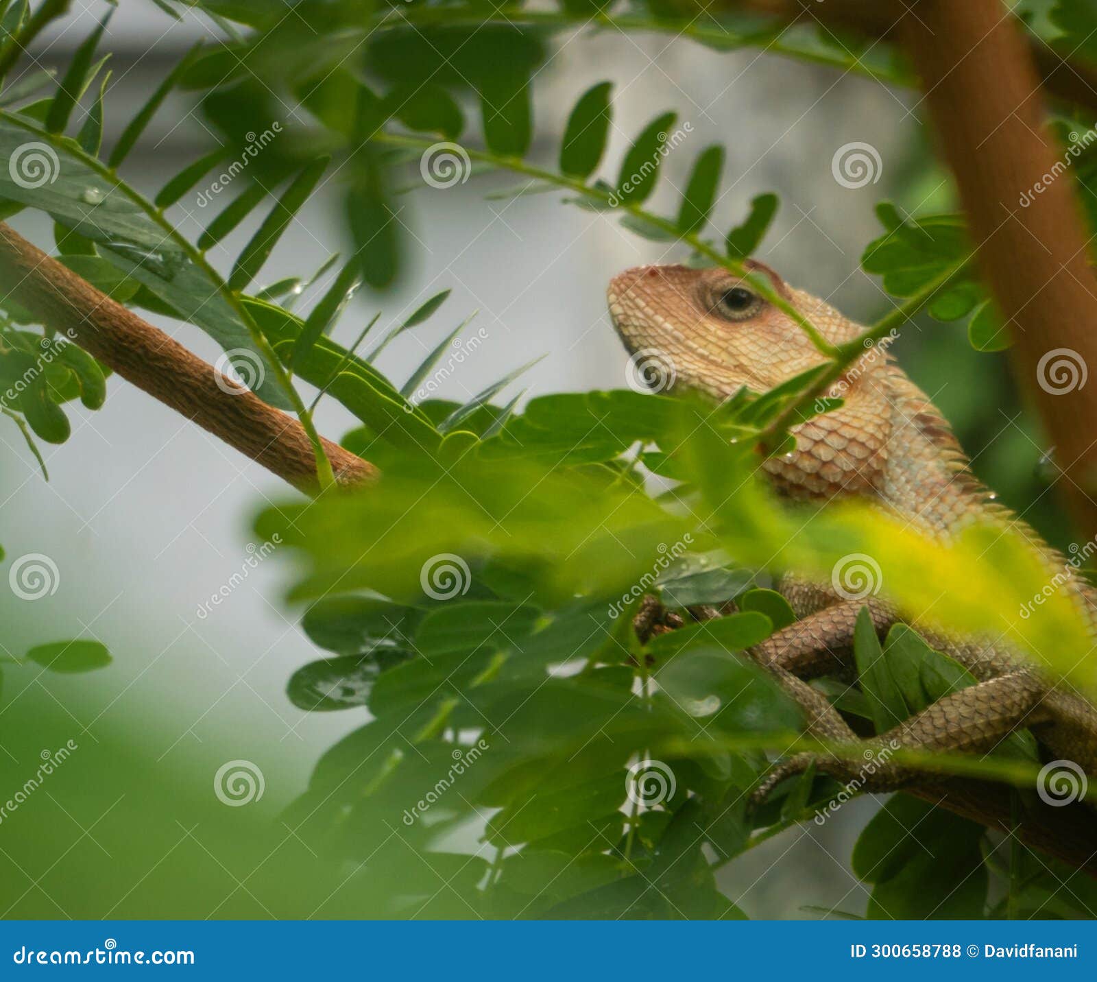 Oriental Dragon Lizard Sitting on a Branch Stock Photo - Image of ...