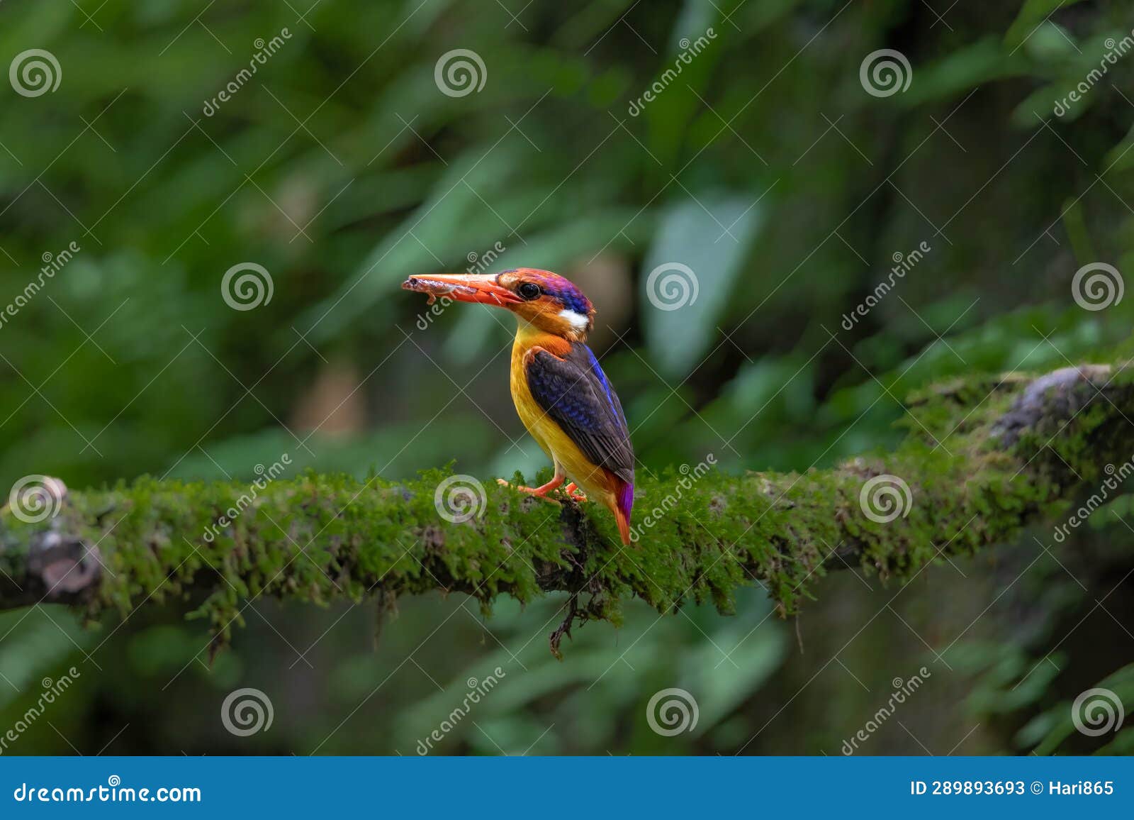 Oriental Dwarf Kingfisher or Black Backed Kingffisher Stock Image ...