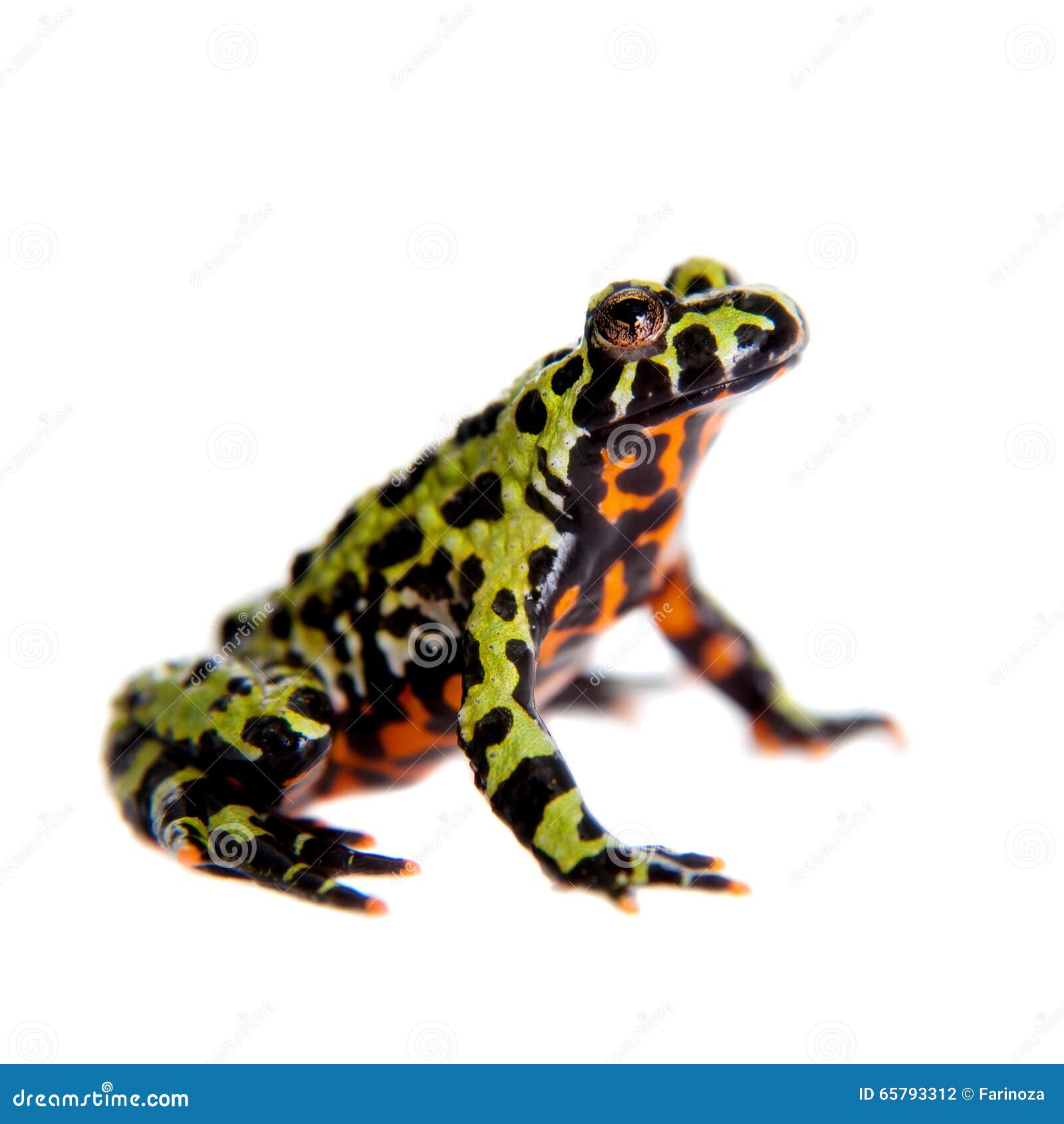 Oriental Fire-bellied Toad, Bombina Orientalis, on White Stock Photo ...