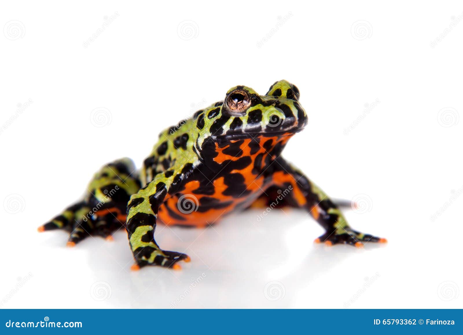 Oriental Fire-bellied Toad, Bombina Orientalis, on White Stock Photo ...