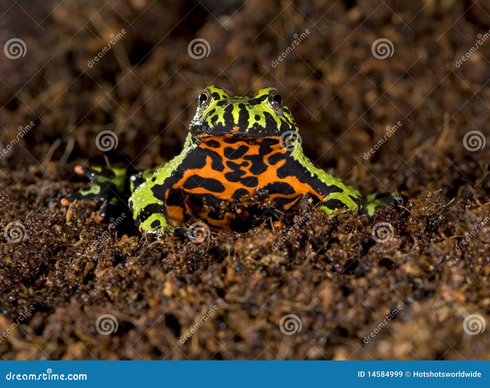 Oriental Fire Bellied Toad Defensive Pose, China Stock Image - Image of ...