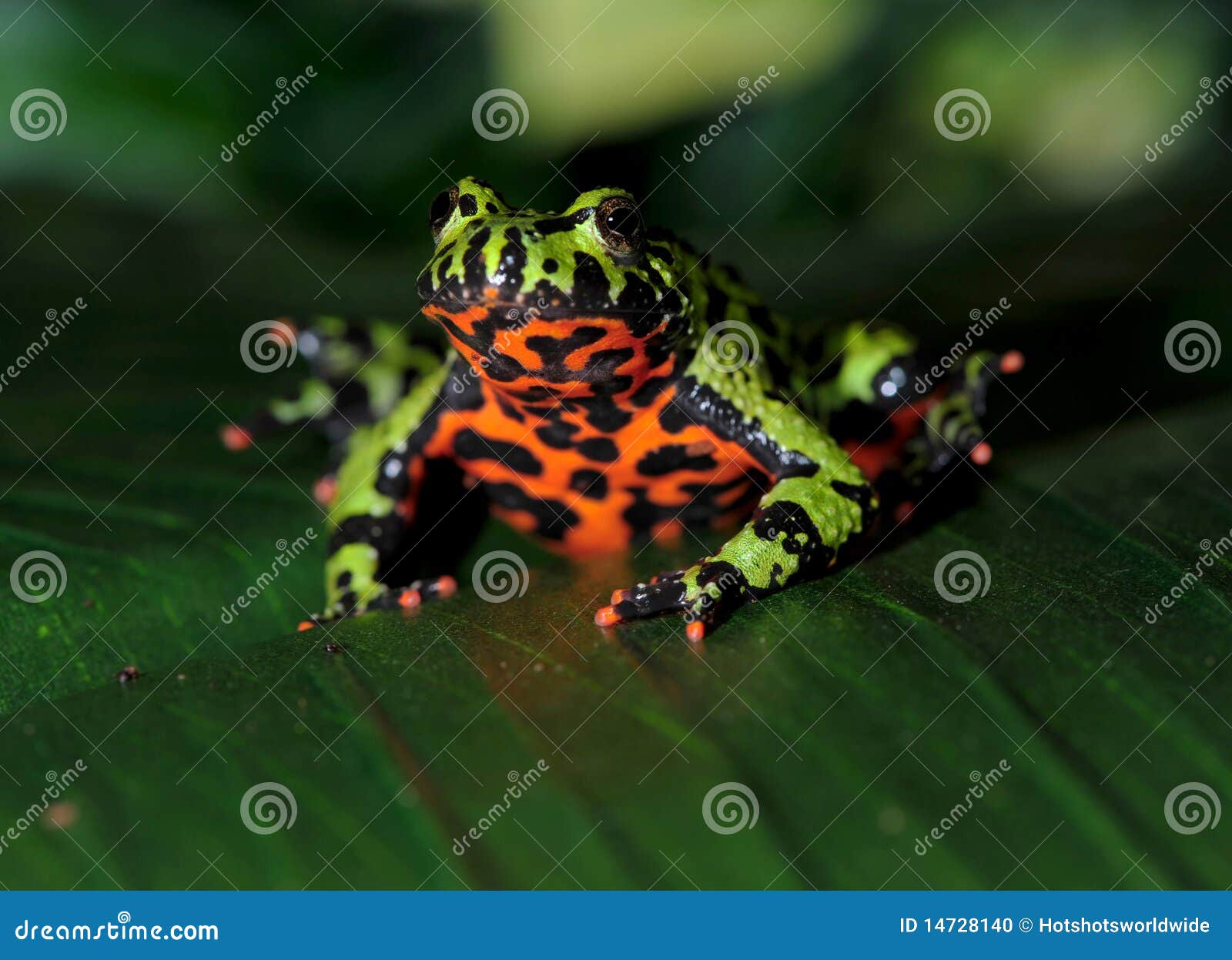 Oriental Fire Bellied Toad Male Green Leaf, China Stock Photo - Image ...