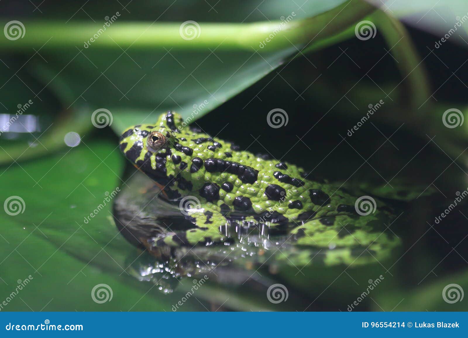 Fire Bellied Frog Royalty-Free Stock Image | CartoonDealer.com #1221556