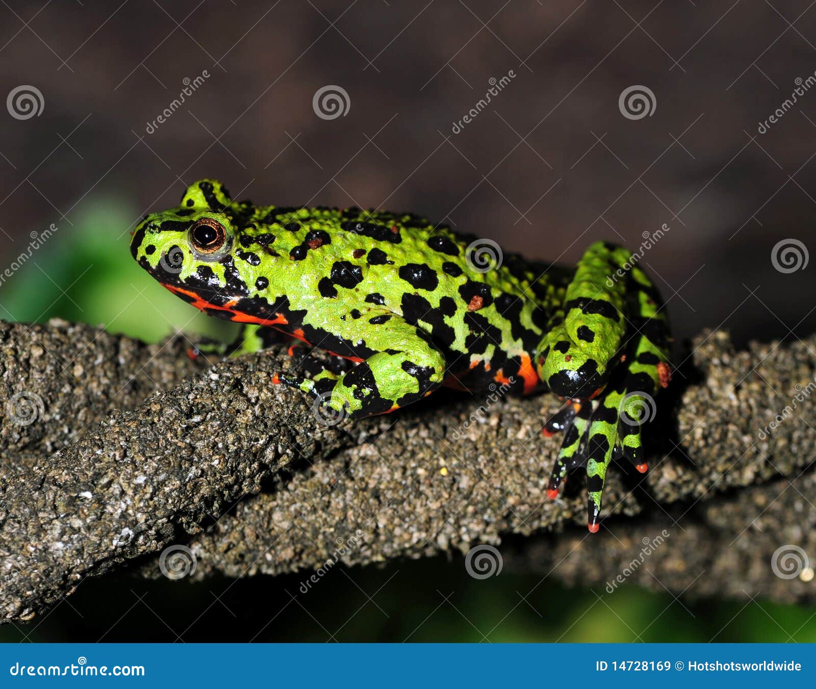 Oriental Firebellied Toad ,china, Green Frog Stock Image - Image of ...