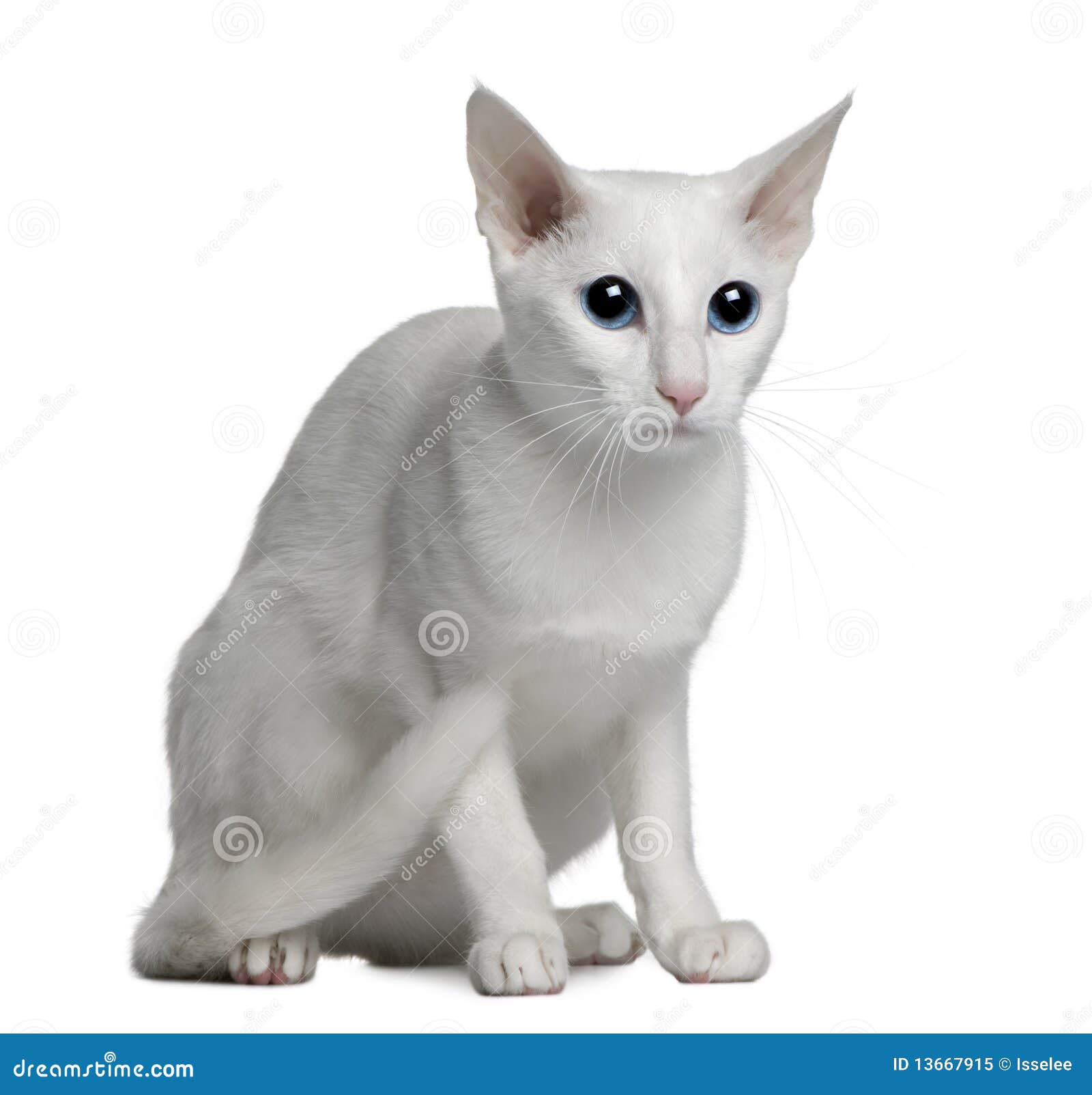 Foreign White Cat Photos - Free & Royalty-Free Stock Photos from Dreamstime