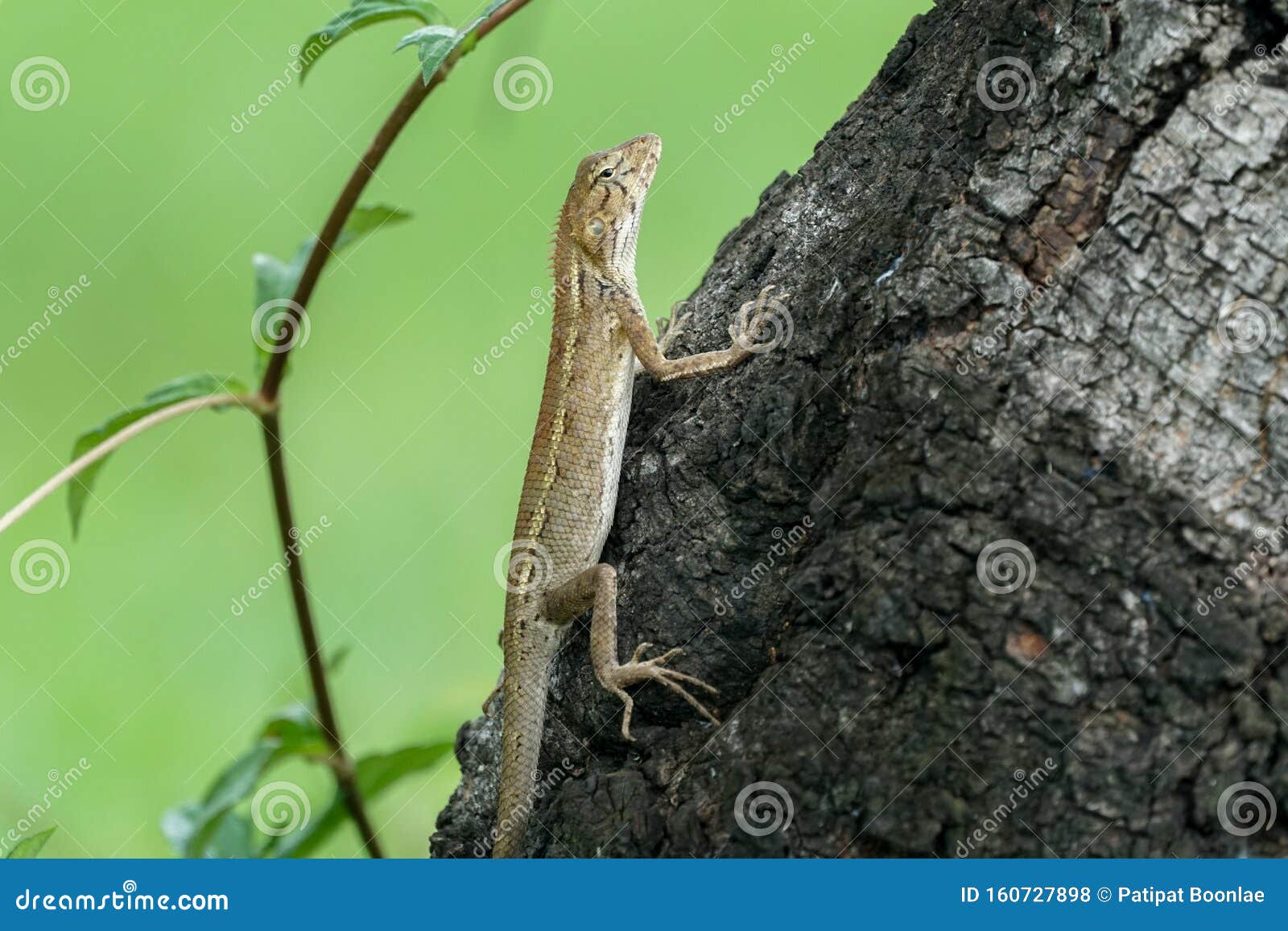 Oriental Forest Lizard Climbing Up a Tree Stock Photo - Image of lizard ...