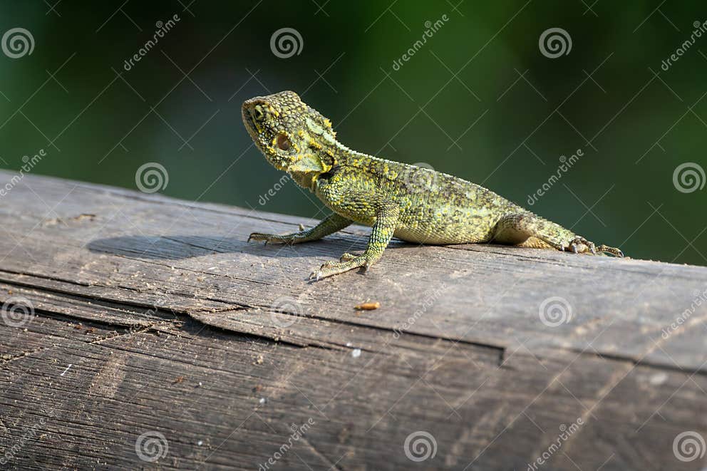 Oriental Forest Lizard Sunning Himself on a Log, in Uganda Stock Image ...