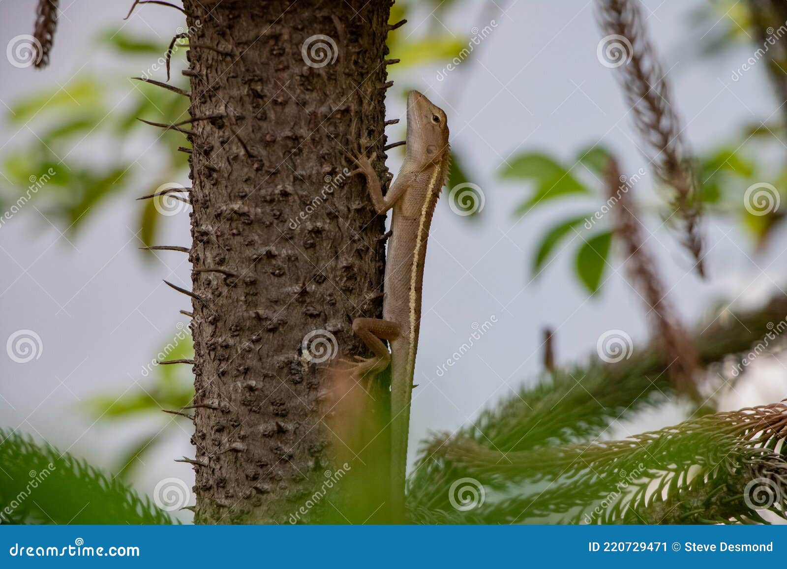 Oriental Forest Lizards - Genus Calotes on Tree in Laos Stock Image ...