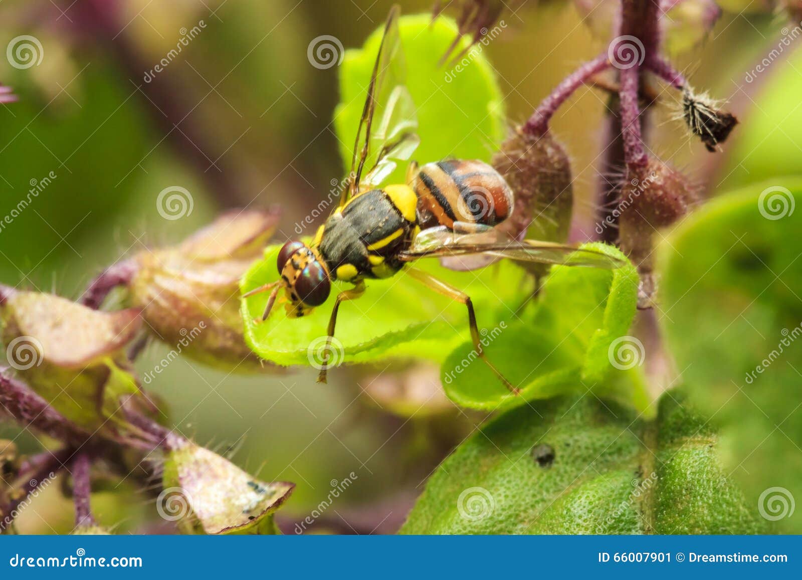 Oriental fruit fly stock image. Image of contaminated - 66007901