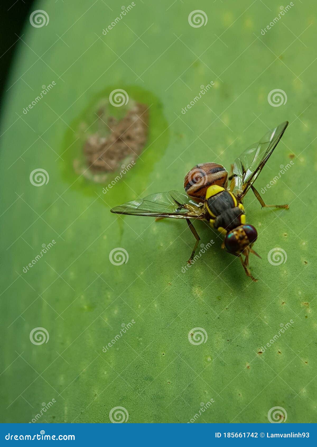 Oriental Fruit Fly Damaged on Mango Fruit. Stock Photo - Image of ...