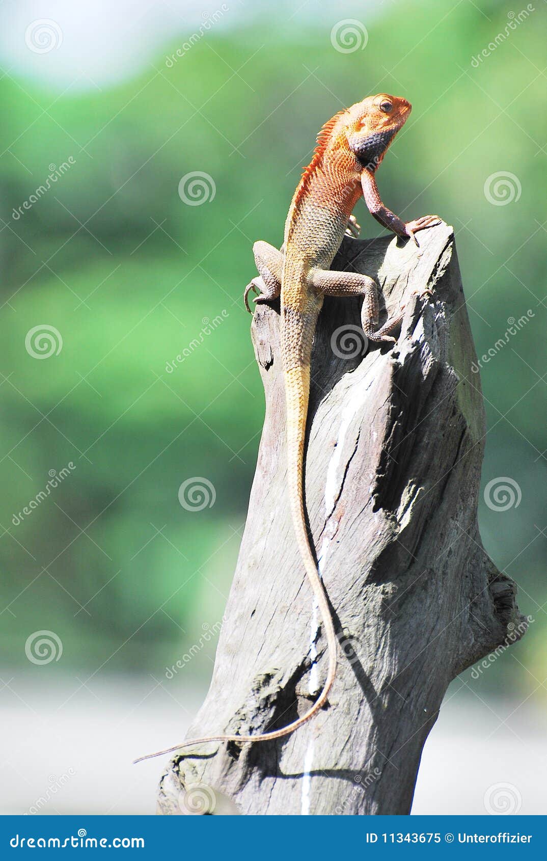 Oriental Garden Lizard stock image. Image of lizard, changeable - 11343675