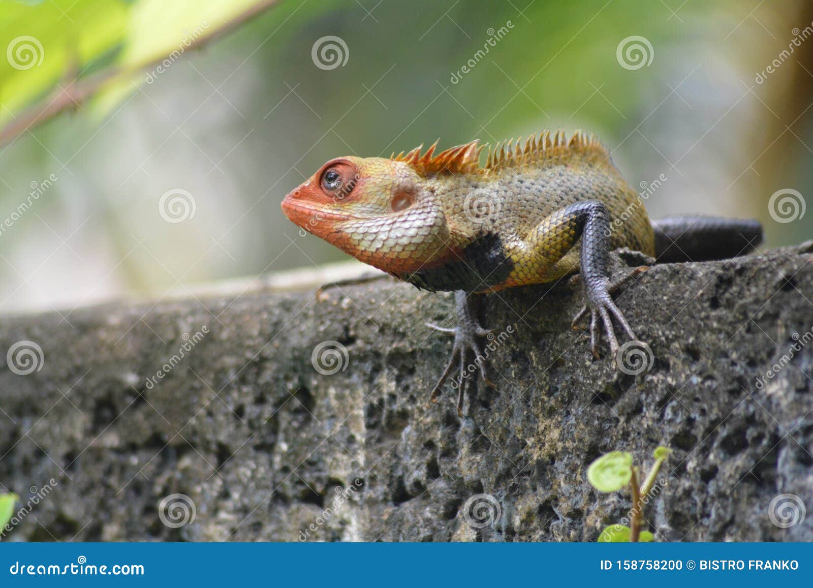 Oriental Garden Lizard arkivfoto. Bild av ödla, djurliv - 158758200