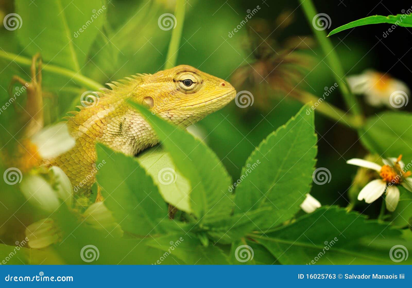 Oriental Garden Lizard stock image. Image of foliage - 16025763