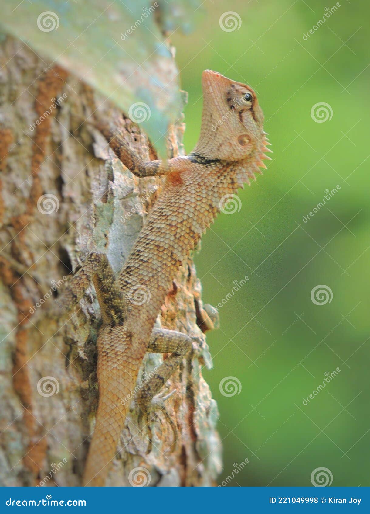 Oriental garden lizard stock photo. Image of plant, nature - 221049998