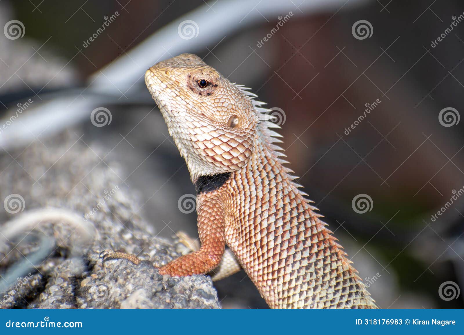 The Oriental Garden Lizard, Also Called the Eastern Garden Lizard ...