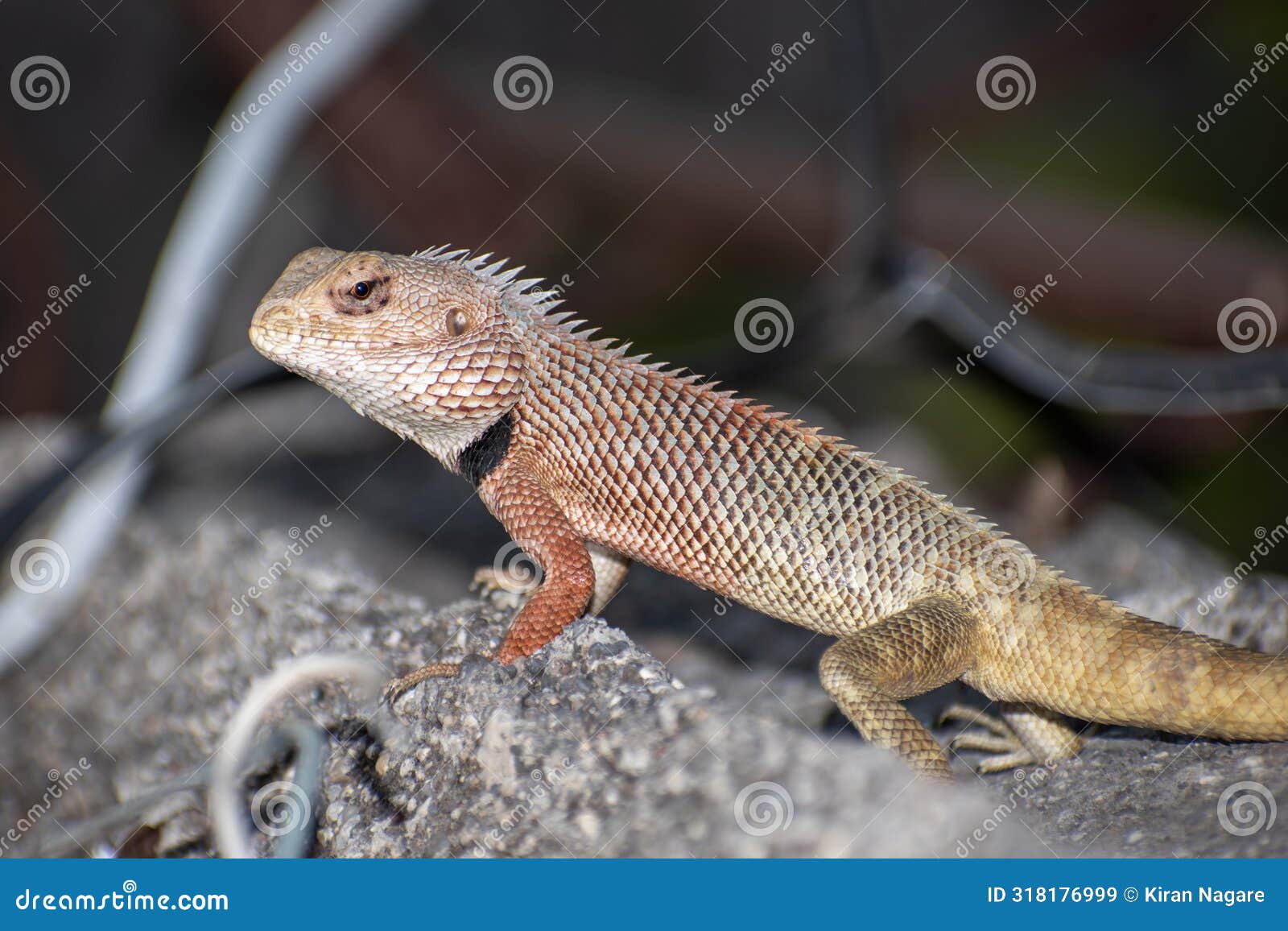 The Oriental Garden Lizard, Also Called the Eastern Garden Lizard ...
