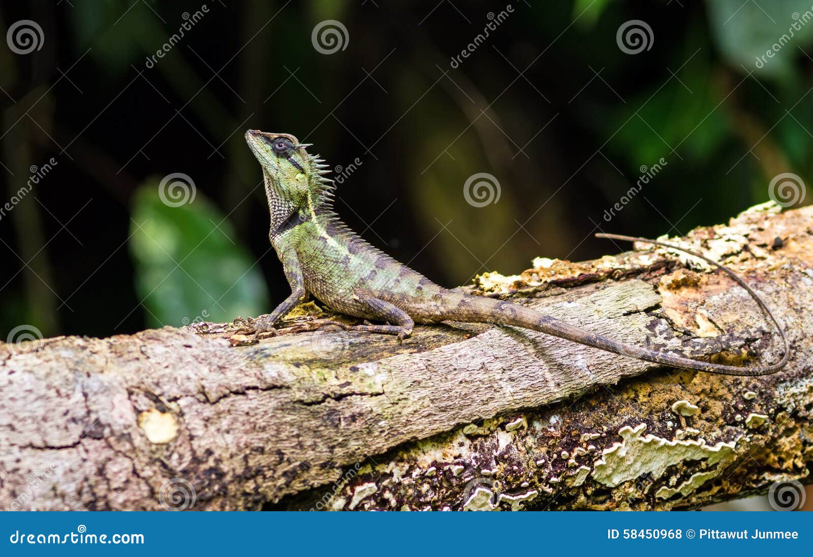 Oriental Garden Lizard on Branch Stock Photo - Image of branch ...