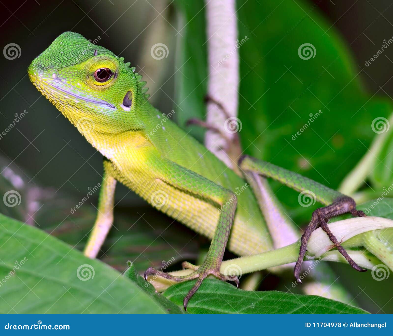 Oriental Garden Lizard - Calotes Versicolor Stock Photo - Image of ...