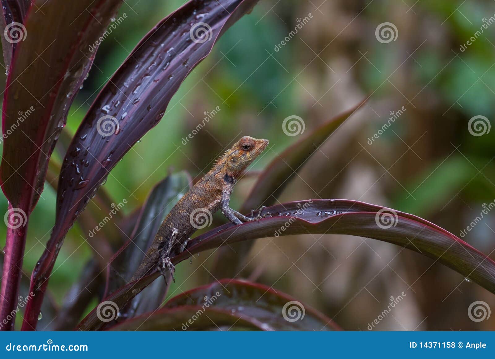 Oriental Garden Lizard (Calotes Versicolor ) Stock Photo - Image of ...