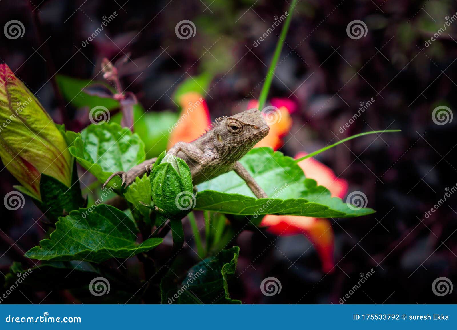 The Oriental Garden Lizard, Eastern Garden Lizard. Stock Photo - Image ...