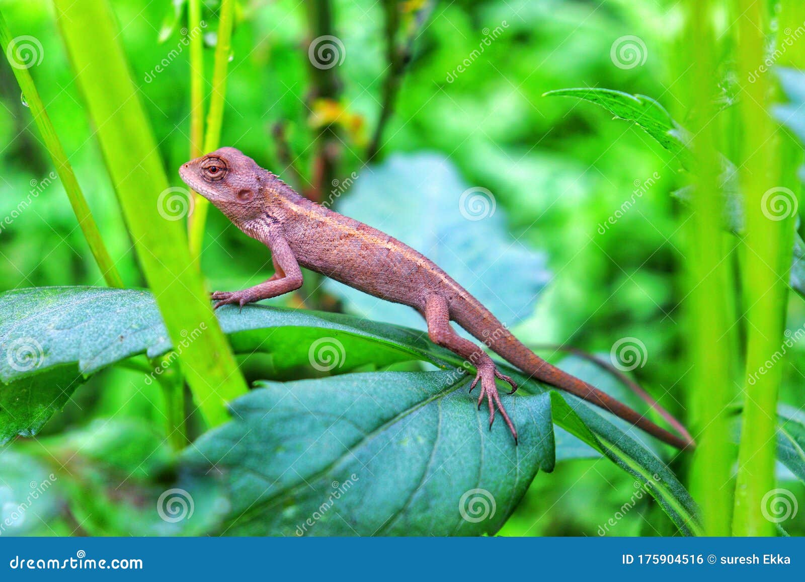 The Oriental Garden Lizard, Eastern Garden Lizard, Stock Photo - Image ...
