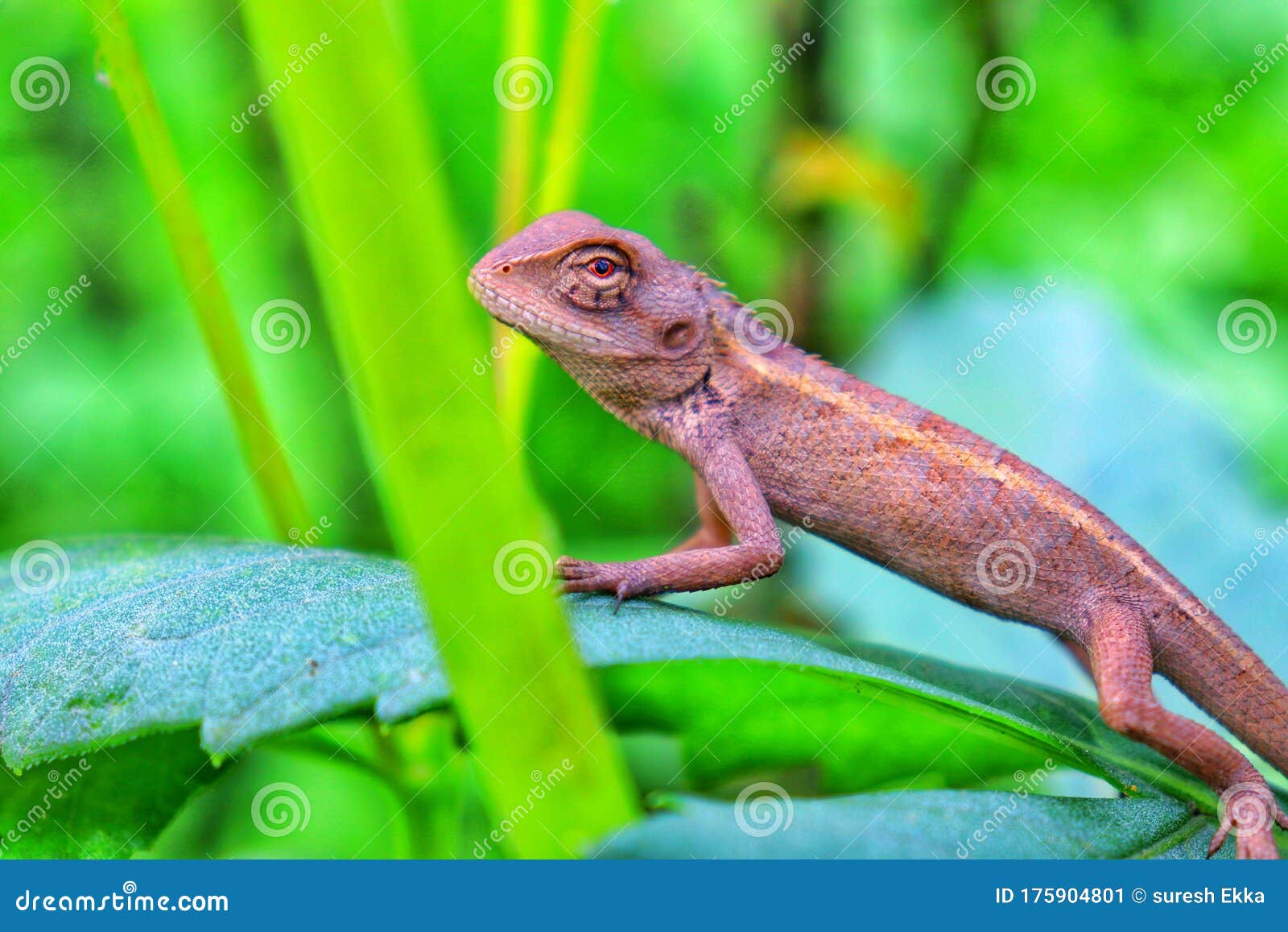 The Oriental Garden Lizard, Eastern Garden Lizard, Stock Image - Image ...