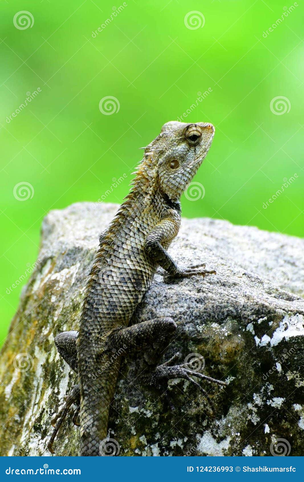 Oriental garden lizard stock image. Image of zoological - 124236993